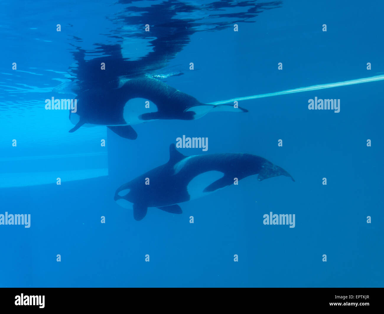 Killer whales (Orcinus orca) in an aquarium Stock Photo - Alamy