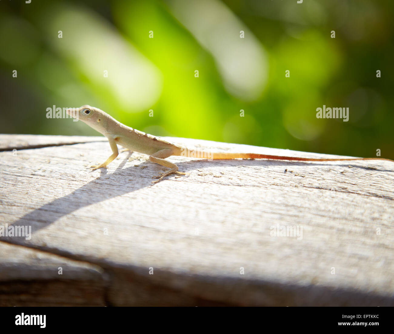 Close-up of a lizard, Jamaica Stock Photo - Alamy