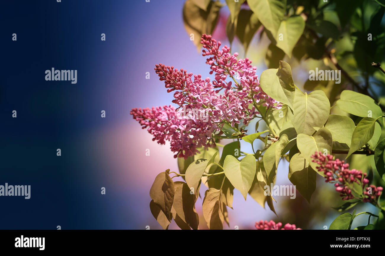 Photo Beautiful spring flowering tree with beautiful flowers Stock ...