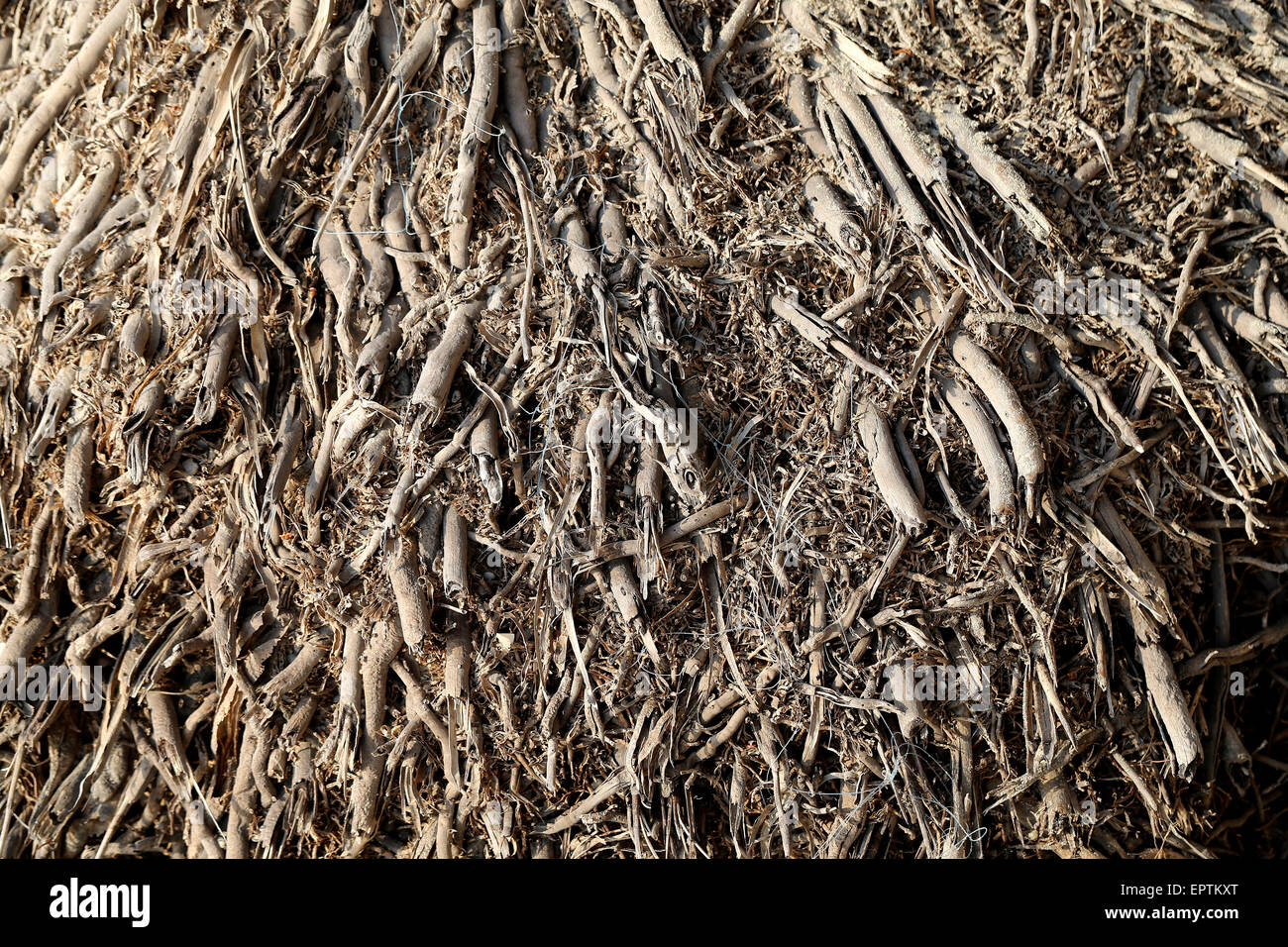 The roots of a tropical tree photographed close up Stock Photo - Alamy