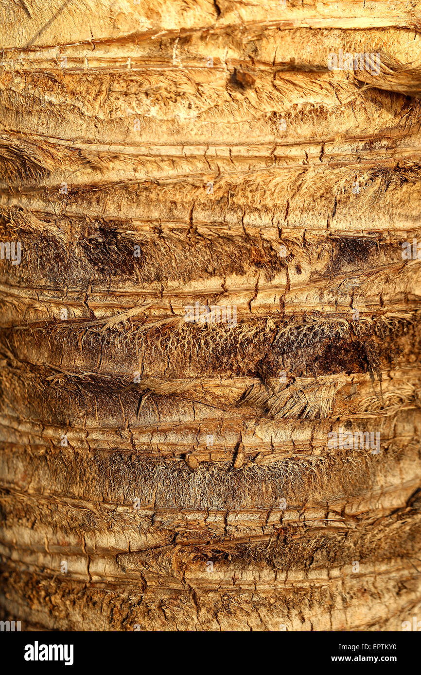 The texture of the palm tree Stock Photo - Alamy