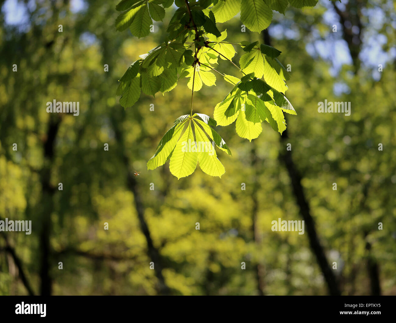 Beautiful green leaves of the tree Stock Photo - Alamy