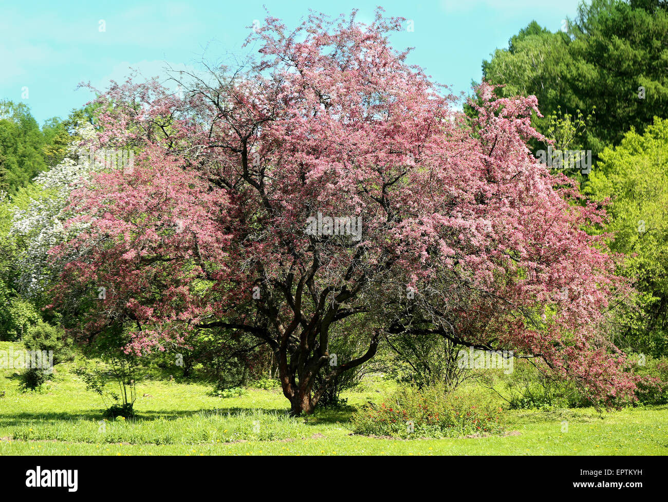 Photo Beautiful spring flowering tree Stock Photo - Alamy