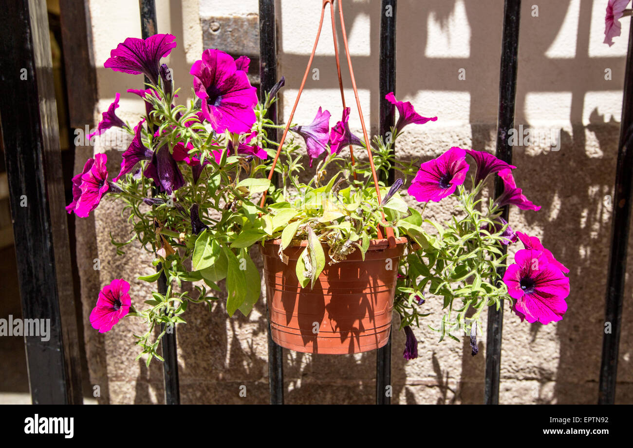 Flower Basket Window Box Alghero Sardinia Italy Stock Photo - Alamy