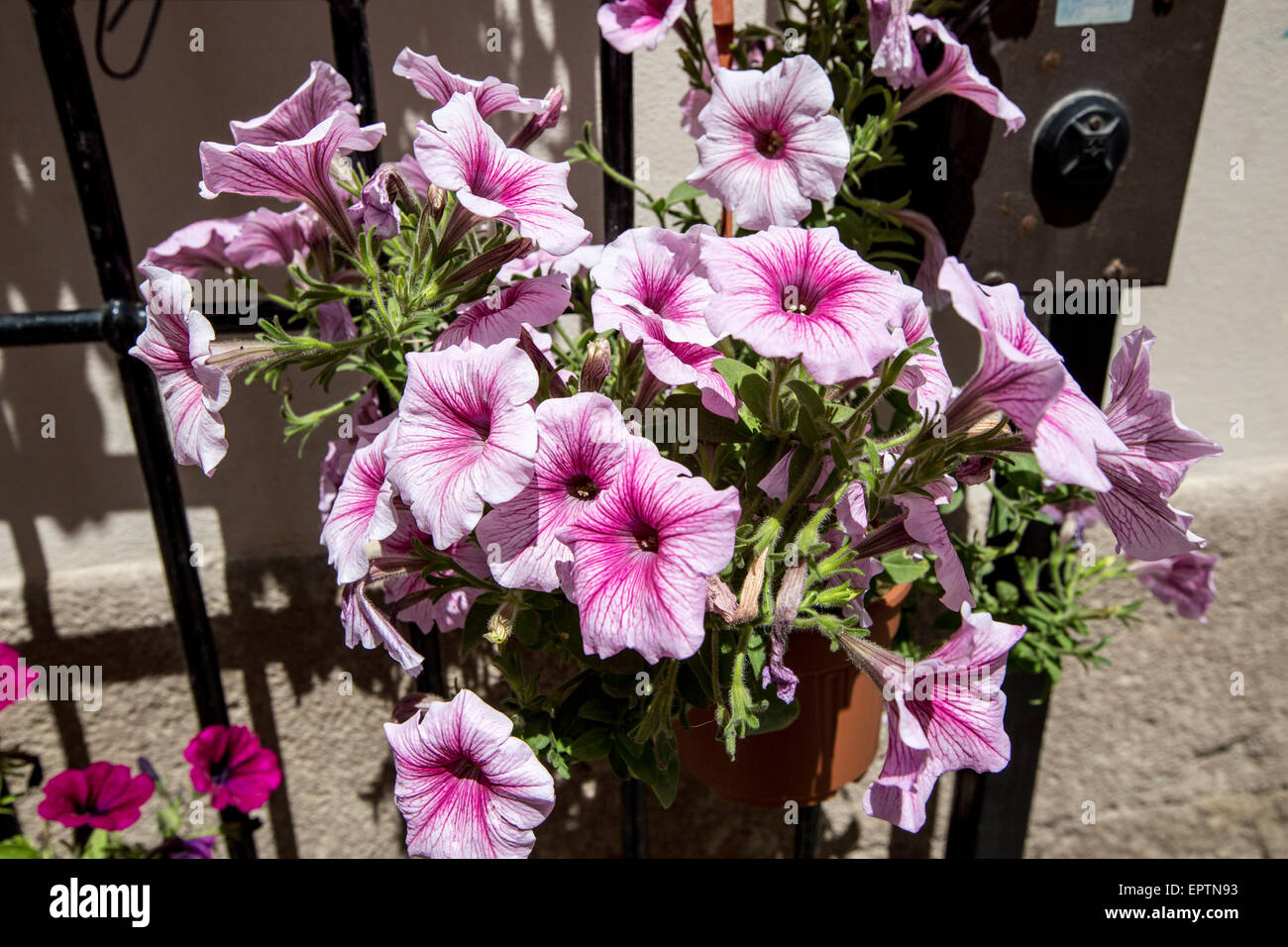 Beauty flower flowers italian italy hi-res stock photography and images ...