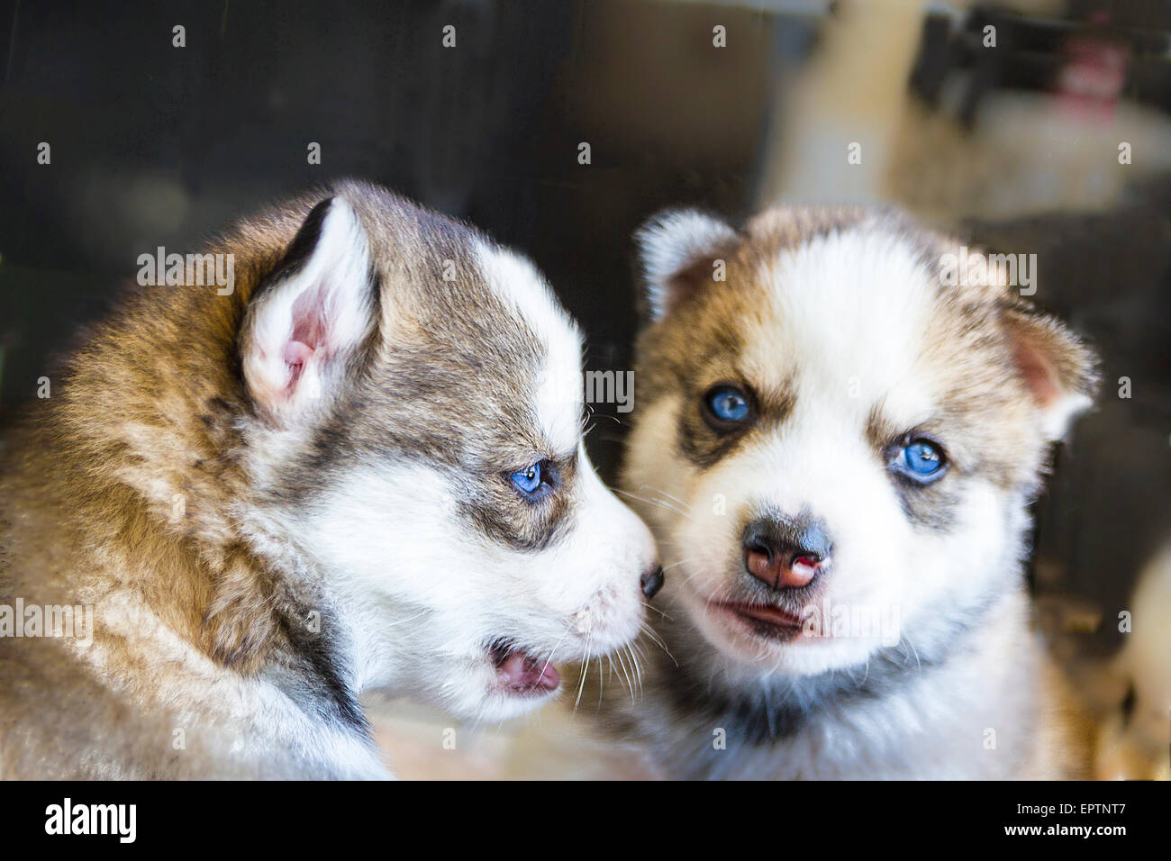 Four week old hi-res stock photography and images - Alamy