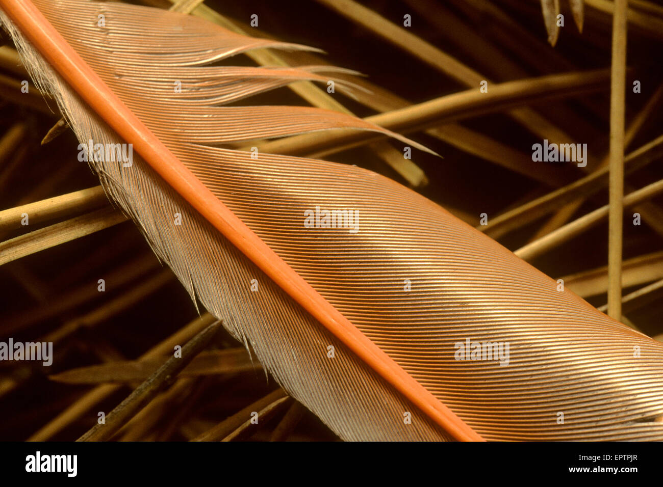 Northern (red-shafted) flicker primary (flight) feather Stock Photo - Alamy