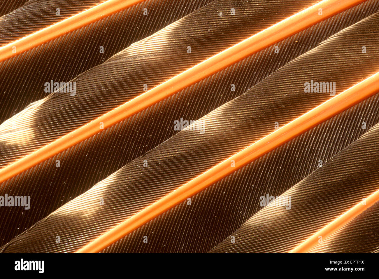 Northern flicker feather shaft hi-res stock photography and images - Alamy