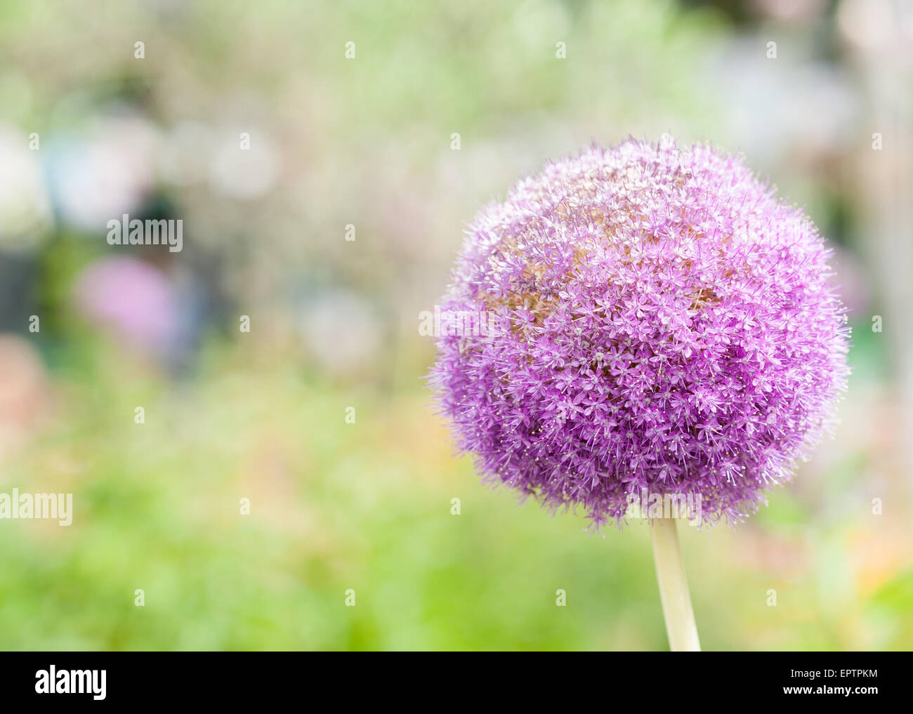 Blue onion flower against blurry background Stock Photo - Alamy
