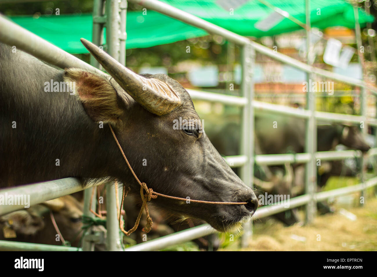 buffalo in the farm Stock Photo - Alamy