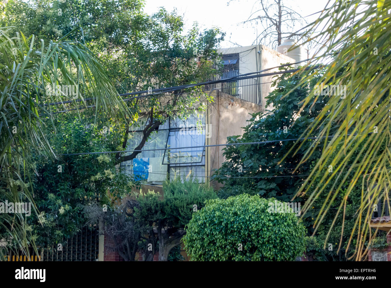 Trees in front of a house, Mexico City, Mexico Stock Photo - Alamy