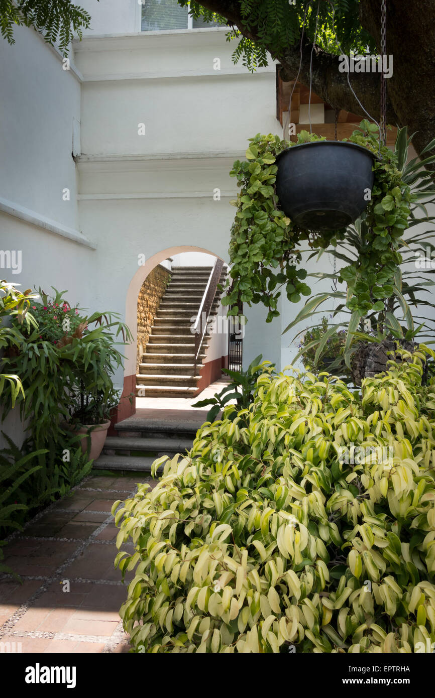 Plants in a garden, Xochimilco, Mexico City, Mexico Stock Photo - Alamy