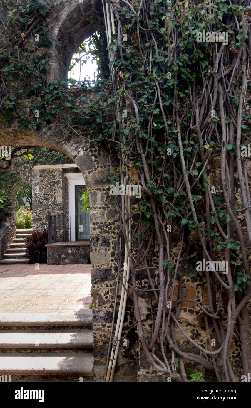 Creepers in a garden, Xochimilco, Mexico City, Mexico Stock Photo - Alamy