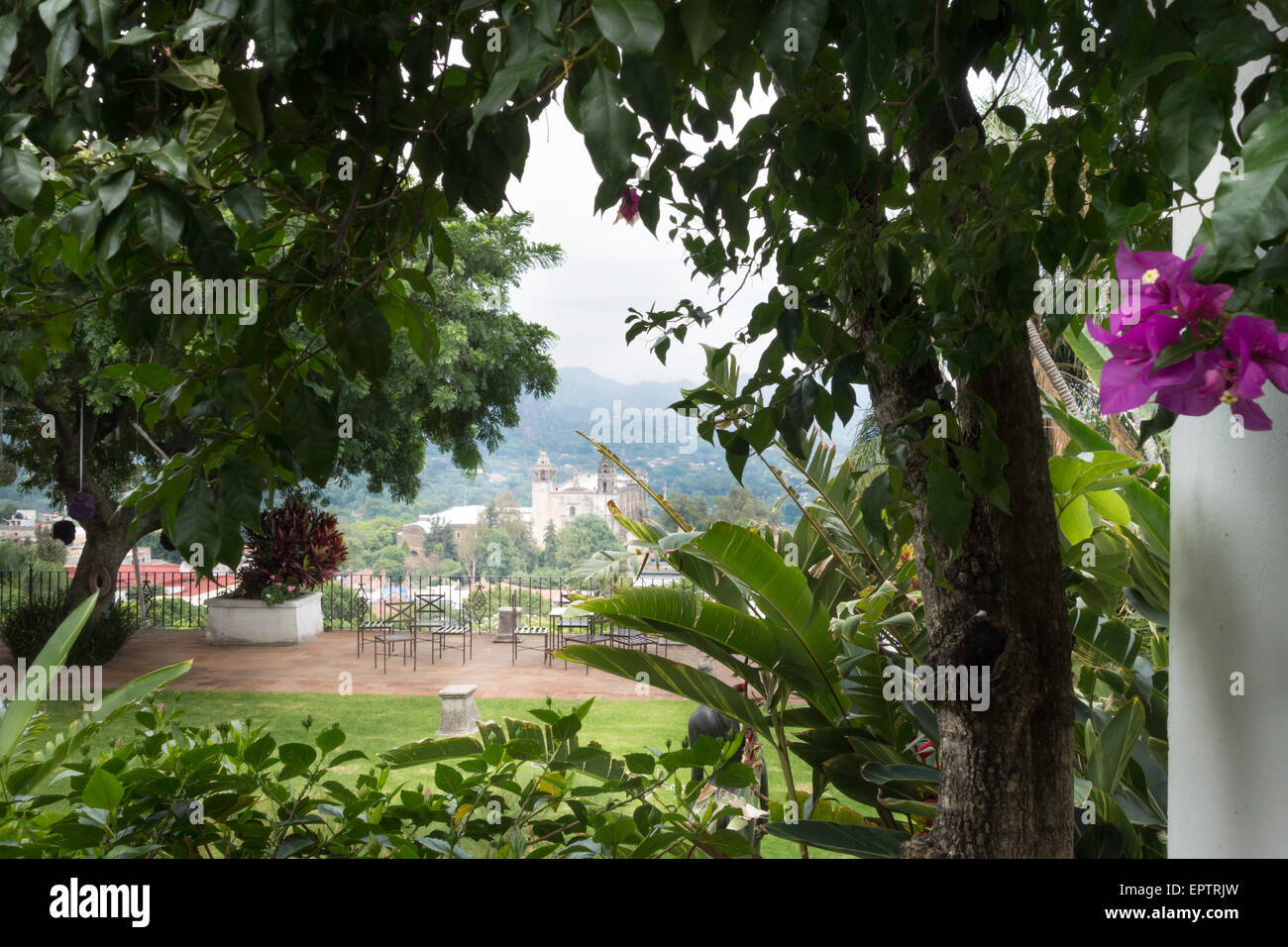 Trees with city in the background, Xochimilco, Mexico City, Mexico ...