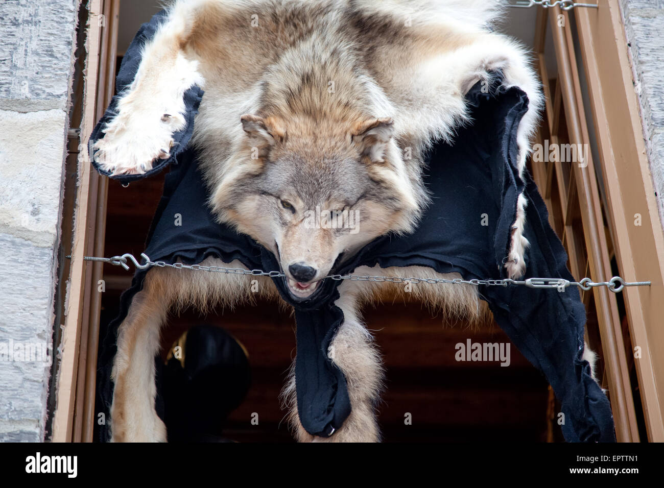 Low angle view of a Wolf rug Stock Photo - Alamy