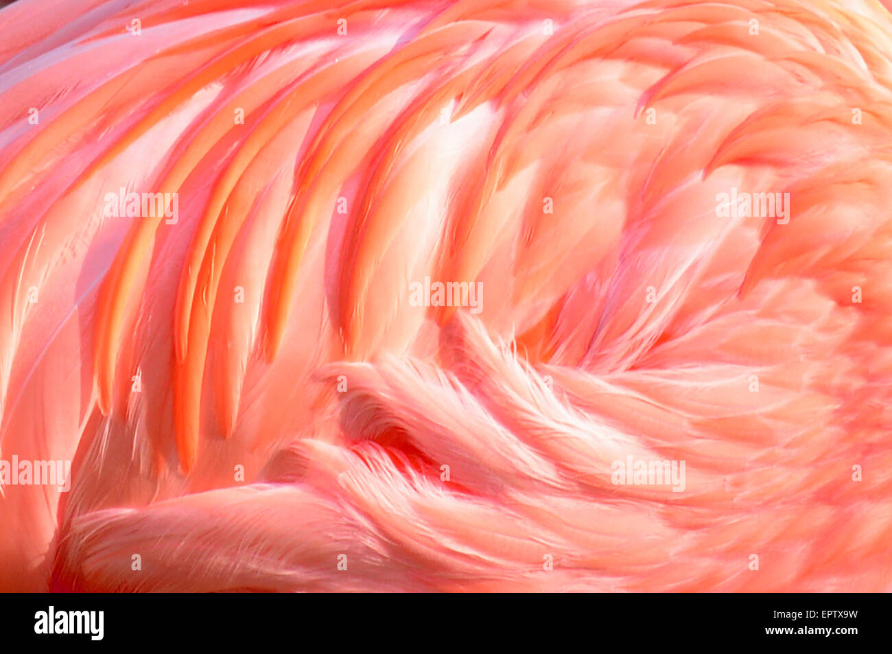 Flamingo beautiful feathers texture Stock Photo - Alamy