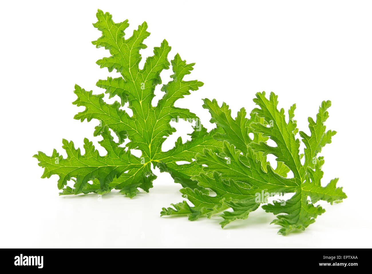 All natural citronella plant mosquito repellant leaves on white Stock ...