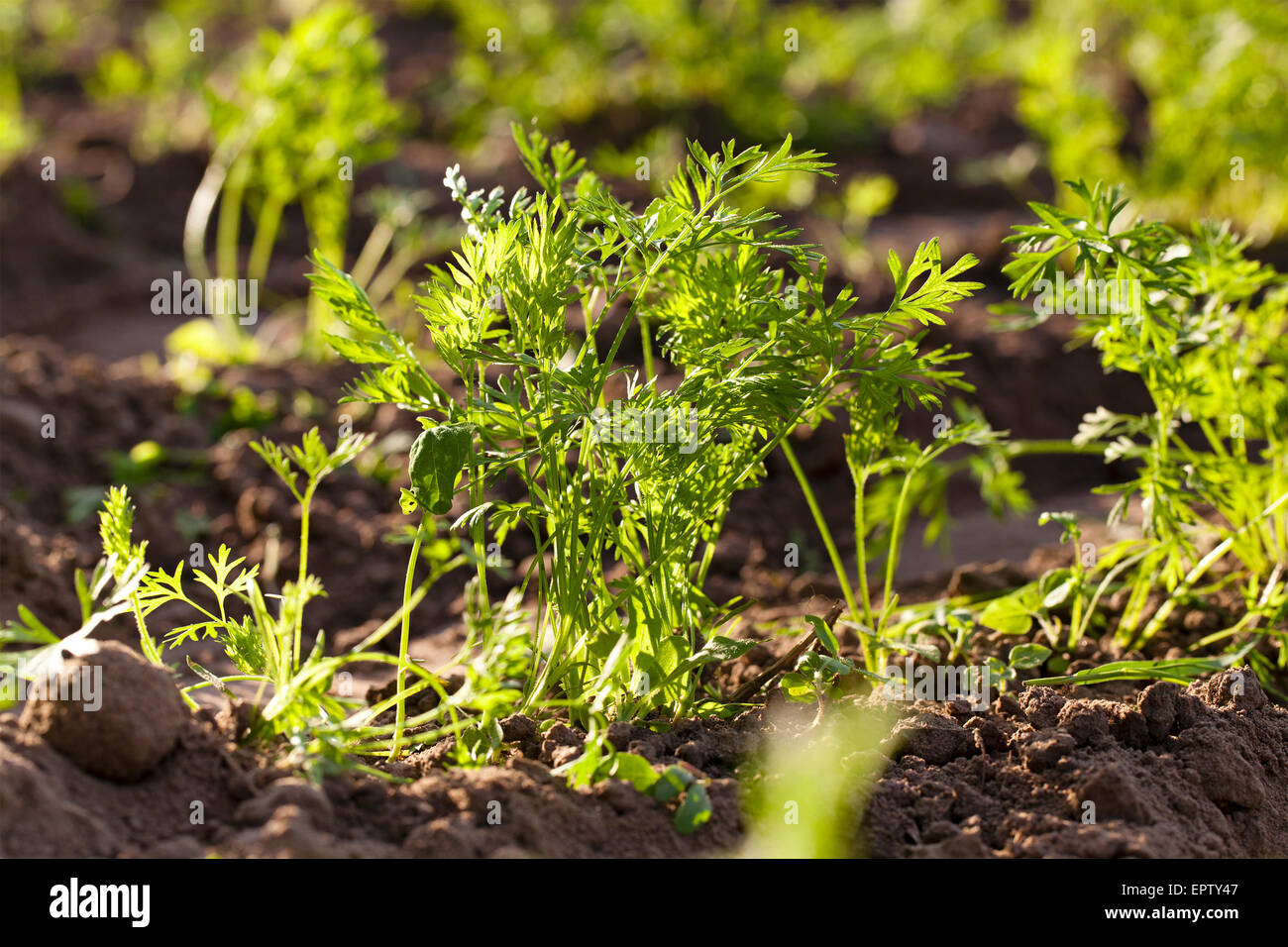 Carrot seed grass hi-res stock photography and images - Alamy