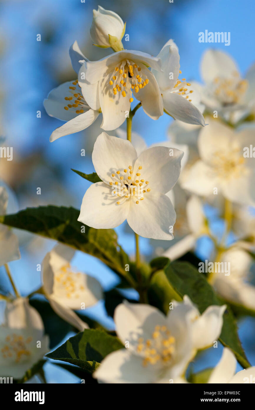 Blooming jasmine plant lush green hi-res stock photography and images ...