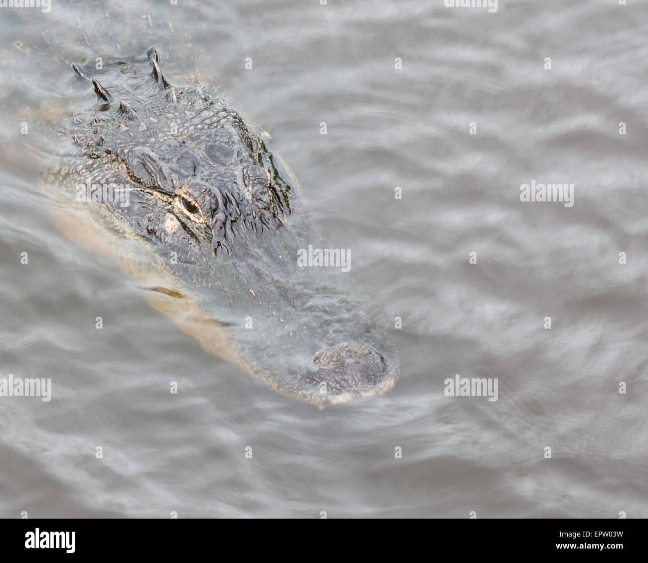 Alligator head shot on the banks of a river Stock Photo - Alamy
