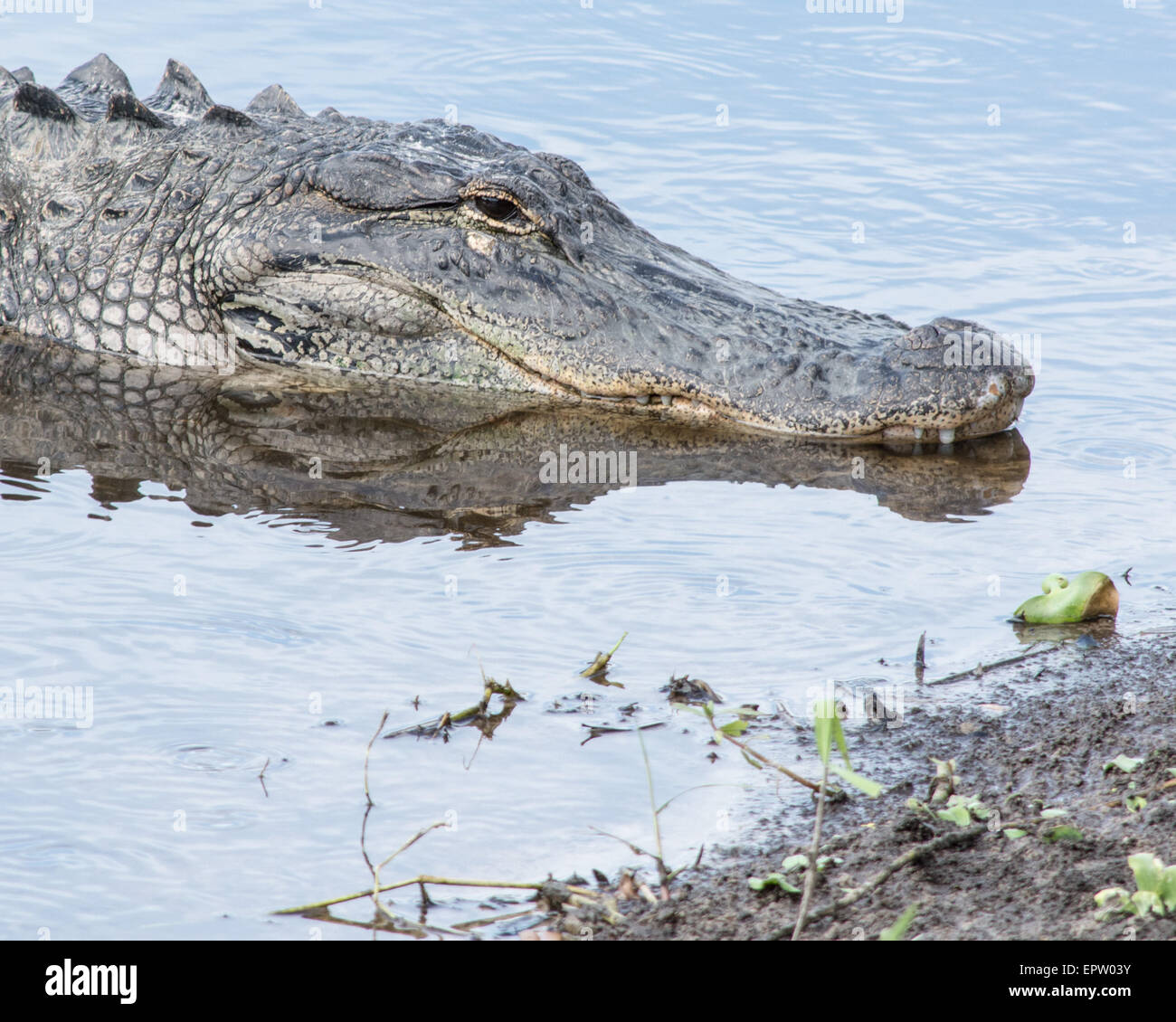 Alligator head hi-res stock photography and images - Alamy