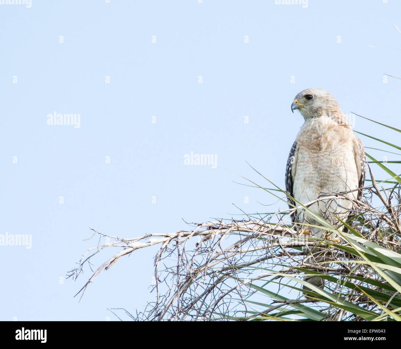 Red-shouldered Hawk perched on a tree branch Stock Photo - Alamy