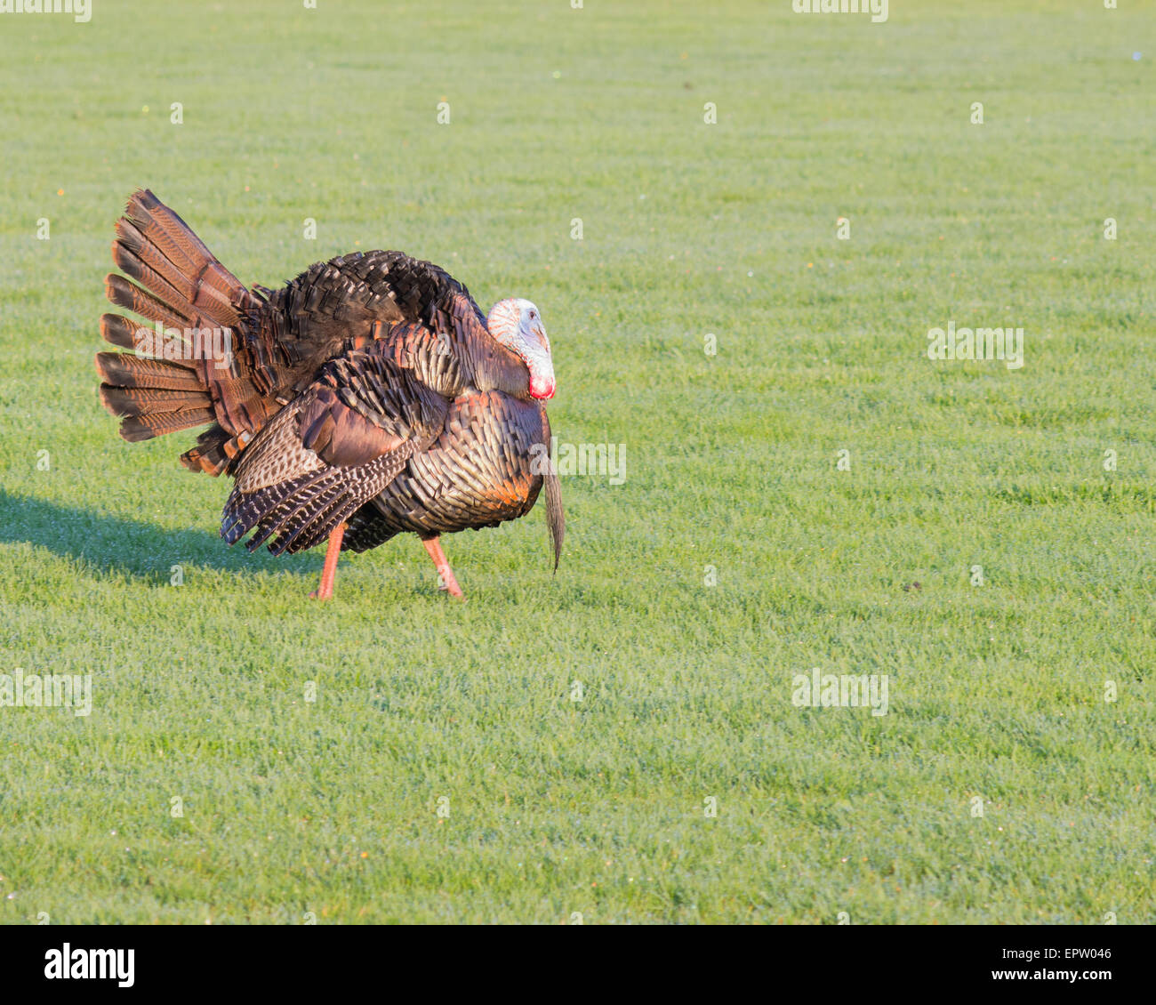 Wild turkey strutting for a mate in the spring mating season Stock ...