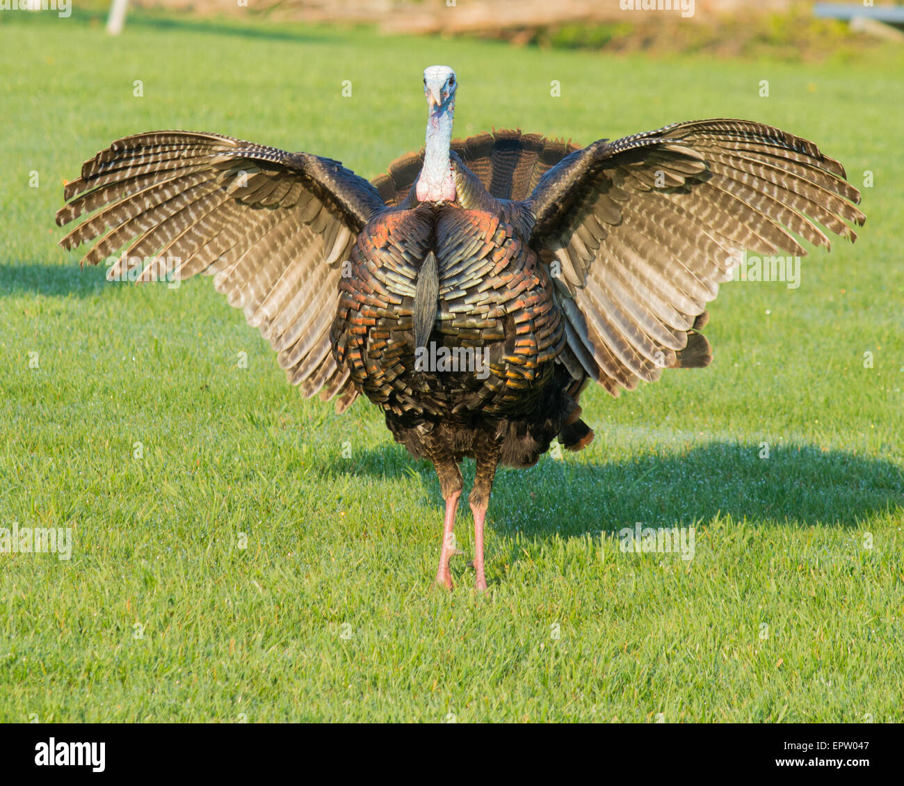Wild turkey strutting for a mate in the spring mating season Stock ...