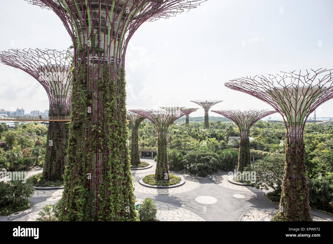 A view of Super Trees in the SuperTree Grove at Gardens by the Bay in ...