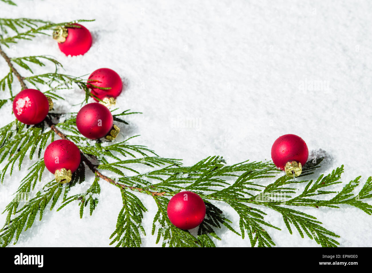 Cedar branch hi-res stock photography and images - Alamy