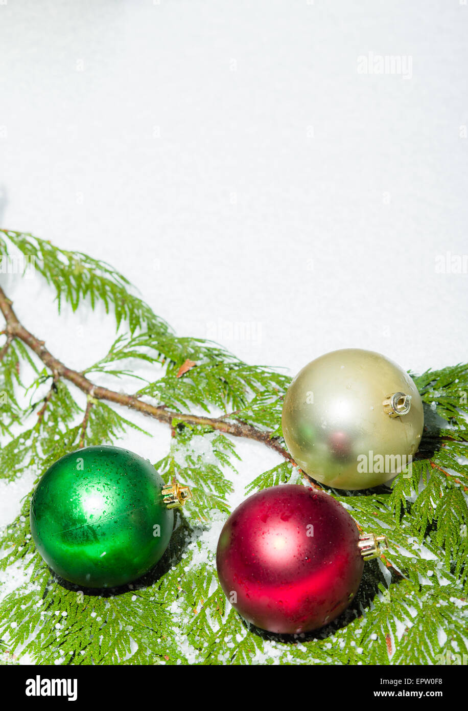 Cedar boughs hi-res stock photography and images - Alamy