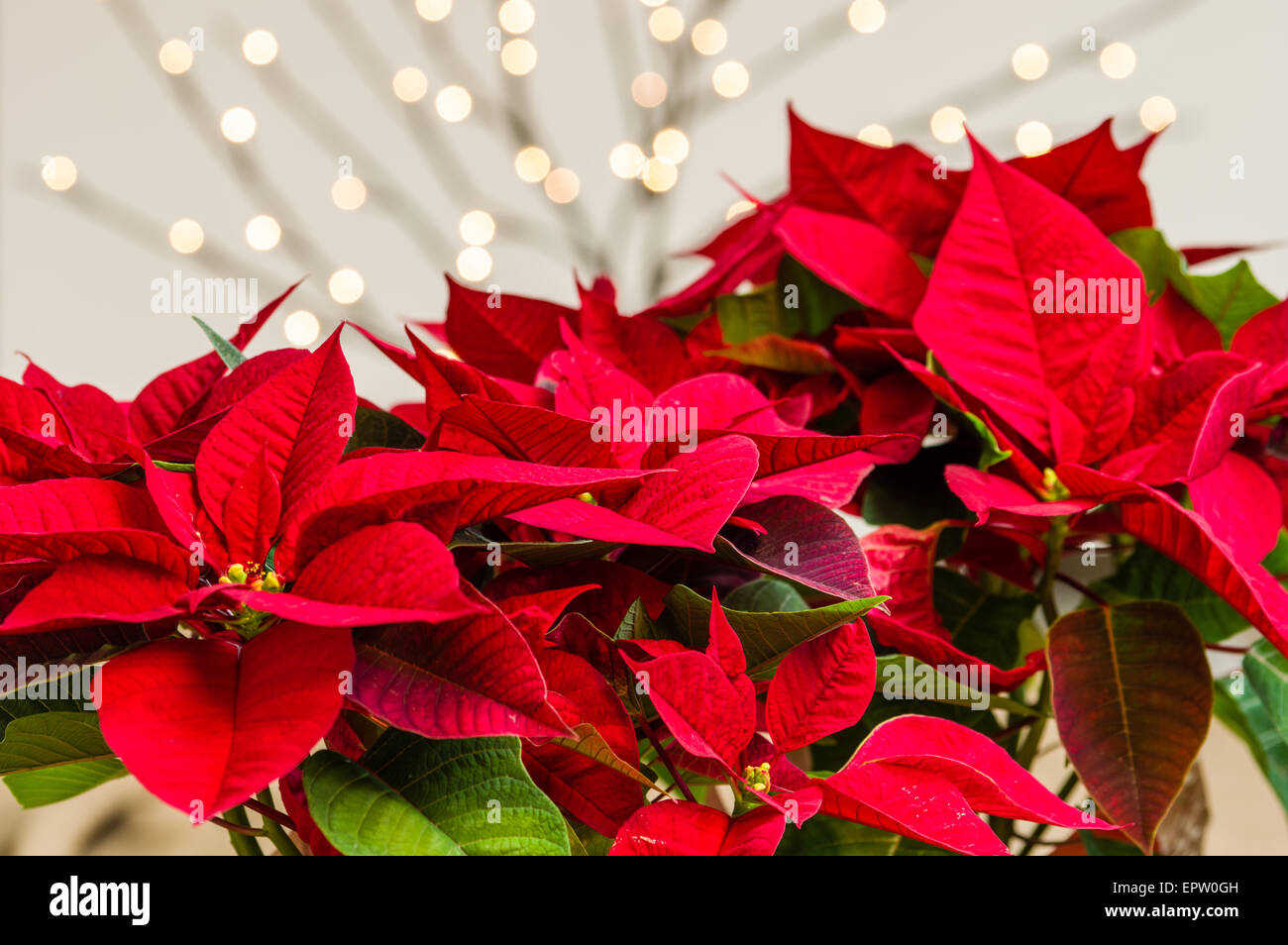 Boughs poinsettia holidays hi-res stock photography and images - Alamy
