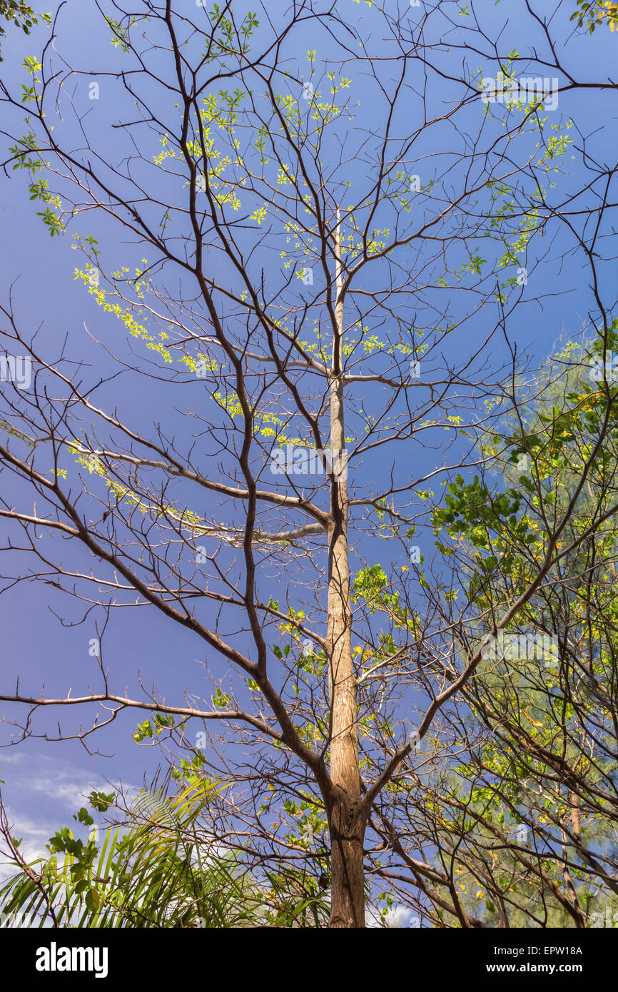 Tiny leaves of a tree growing on spring Stock Photo - Alamy