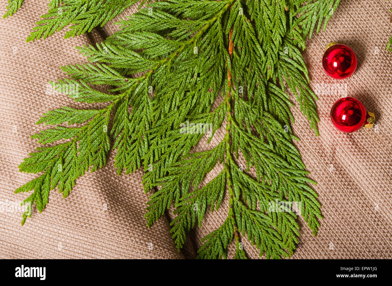 Plant cedar red hi-res stock photography and images - Alamy