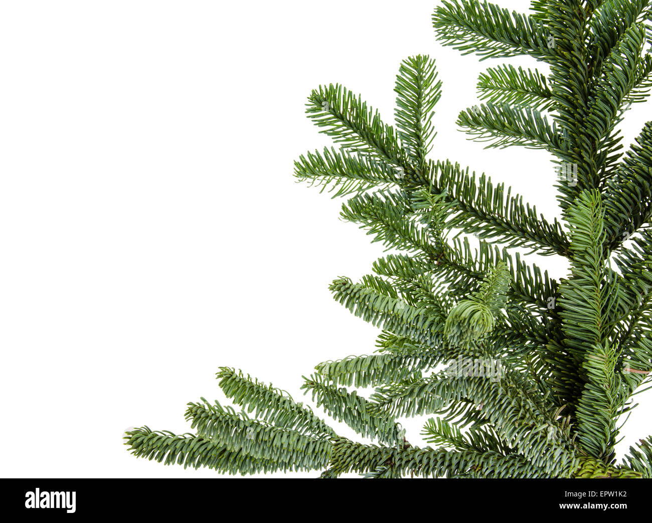 A noble fir bough used as a corner border Stock Photo - Alamy