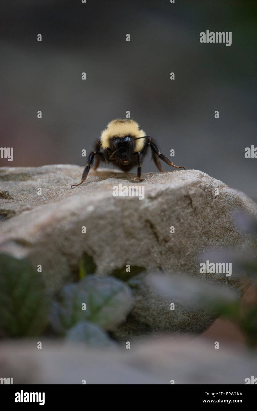Bee rock hi-res stock photography and images - Alamy