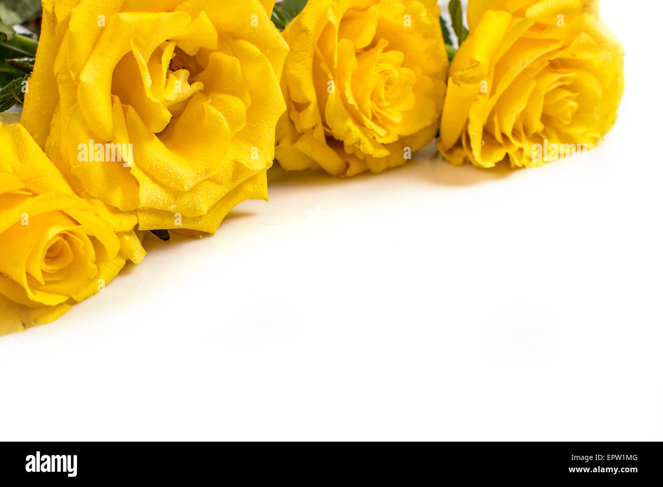 Flowers yellow roses on white background photography Stock Photo - Alamy
