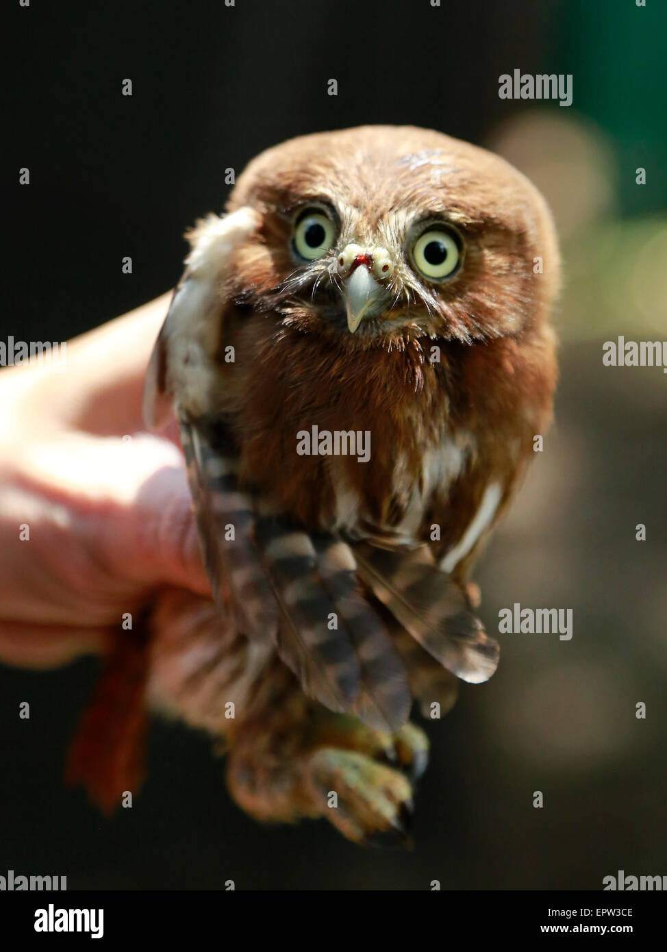 Alajuela, Costa Rica. 20th May, 2015. A pigeon pygmy owl is seen at the ...