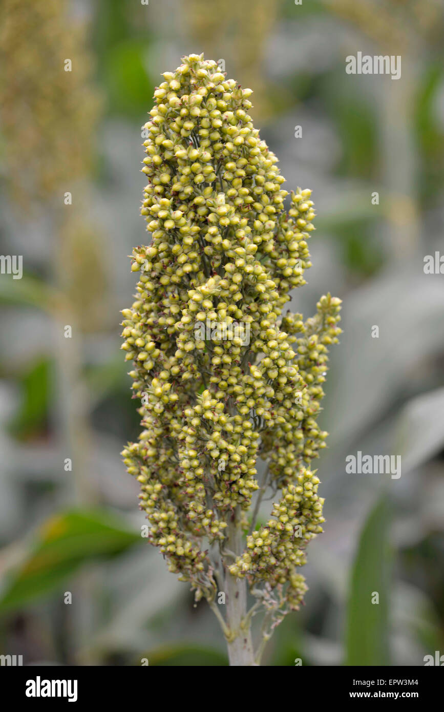 Grain sorghum cob hi-res stock photography and images - Alamy