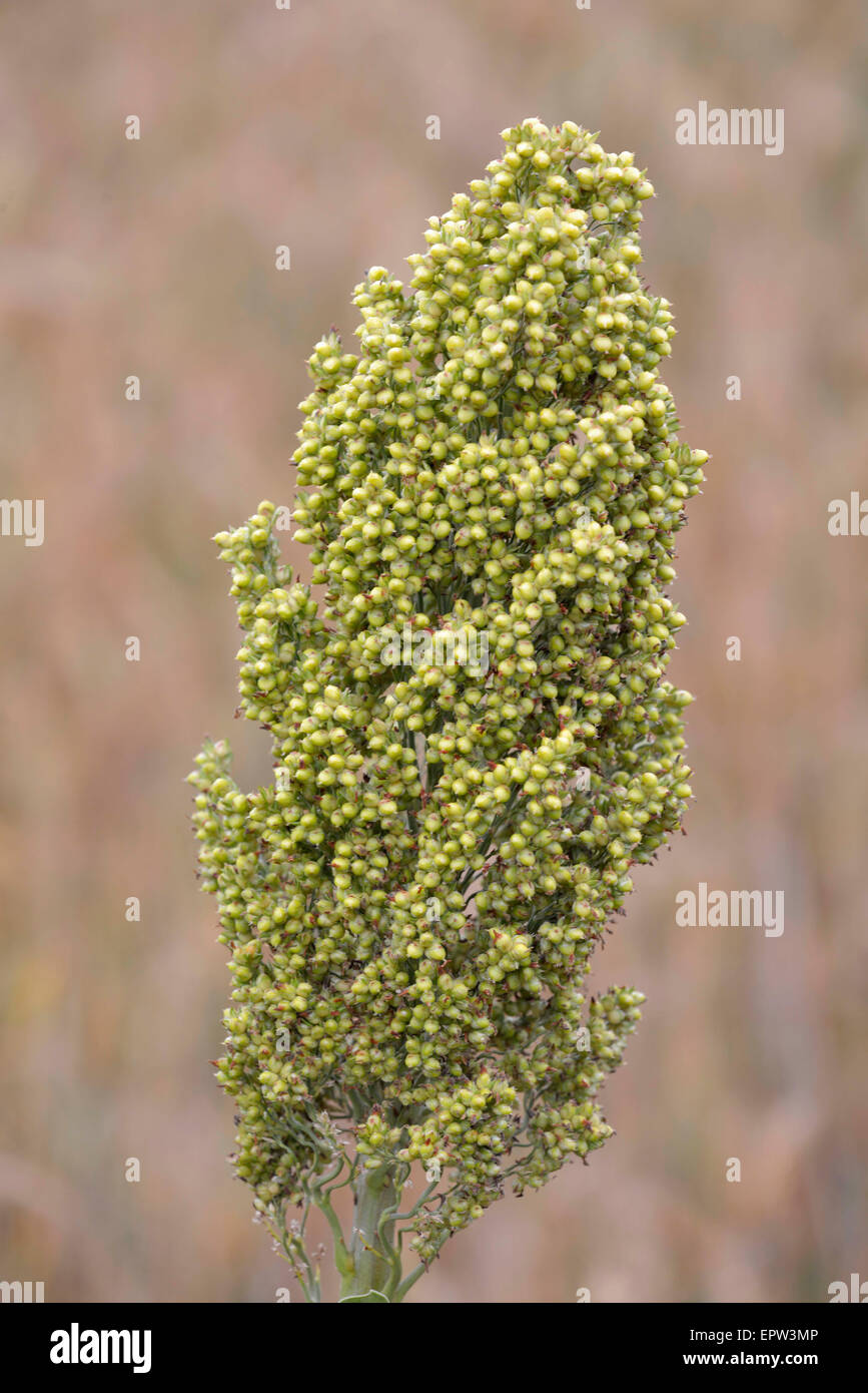Sorghum cob hi-res stock photography and images - Alamy