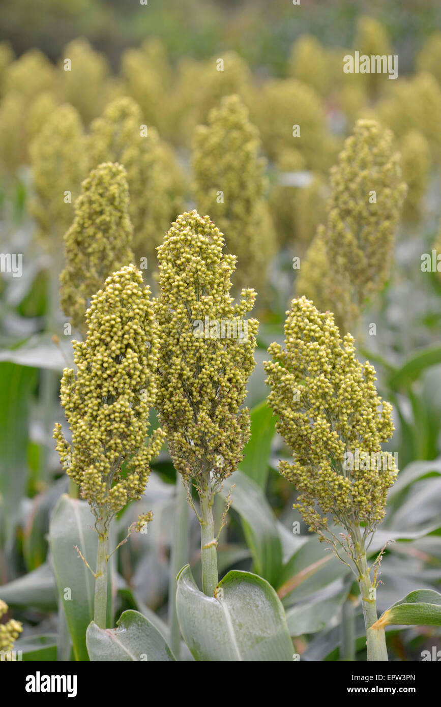 Sorghum fodder crop hi-res stock photography and images - Alamy