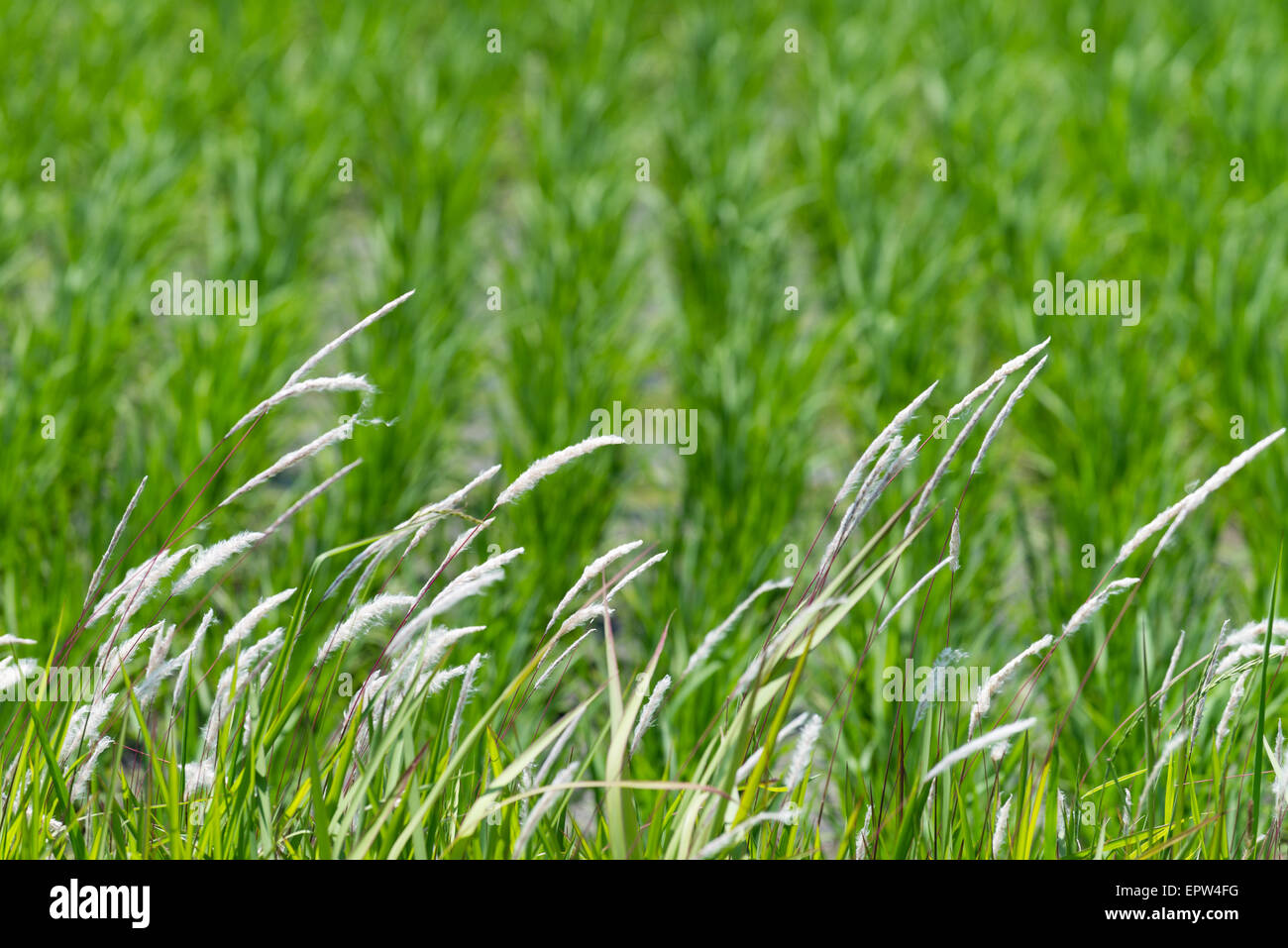Field of tall grass blowing in the wind hi-res stock photography and ...