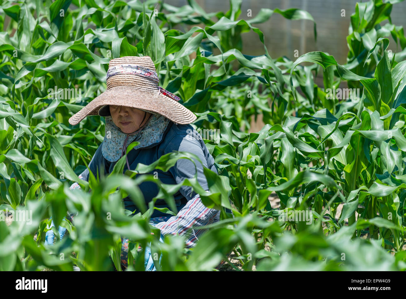 An elderly Japanese woman working in her field growing corn Stock Photo ...
