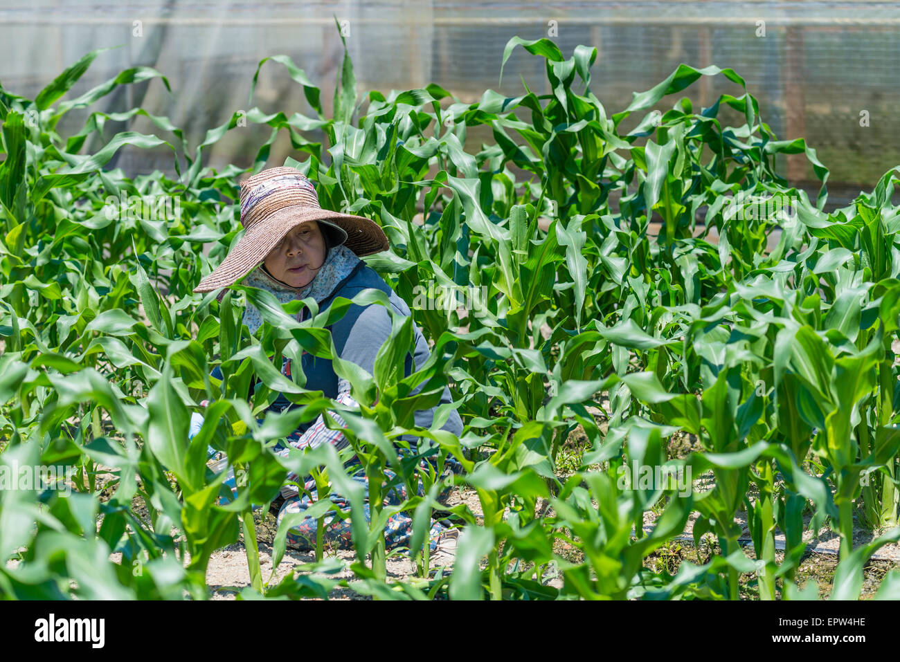An elderly Japanese woman working in her field growing corn Stock Photo ...