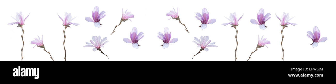 Pink magnolia flower margin closeup isolated on white Stock Photo - Alamy