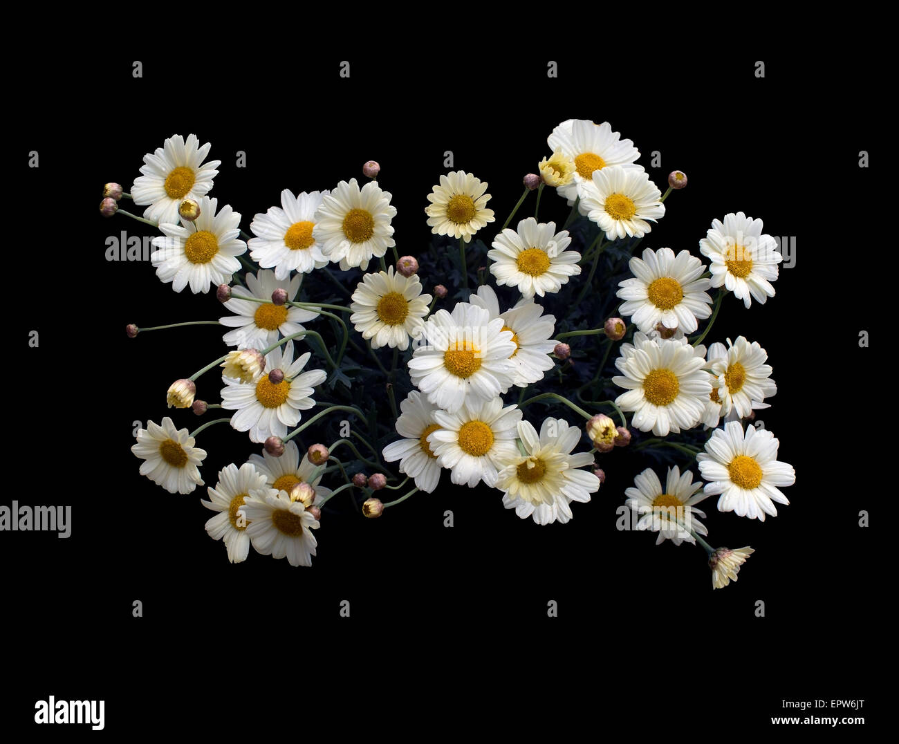 Yellow Oxe-eye daisy or Moon Daisy May flowers, Leucanthemum vulgare ...