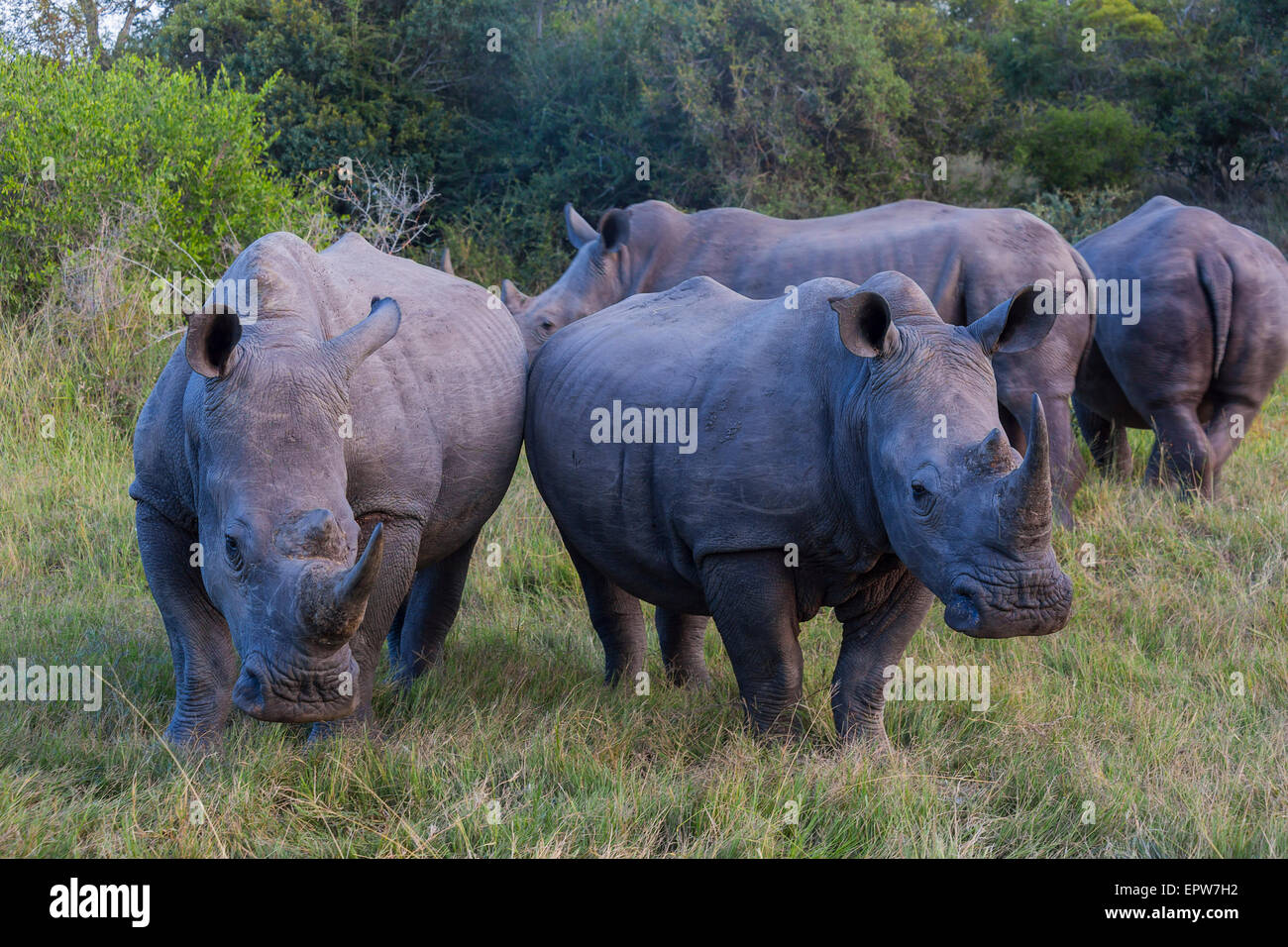 Group of rhinos hi-res stock photography and images - Alamy