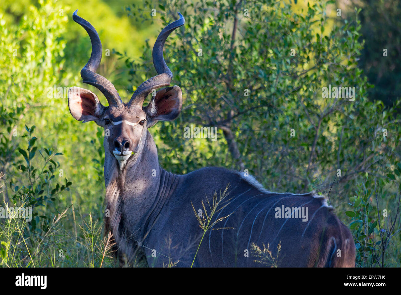 Kudu buck hi-res stock photography and images - Alamy