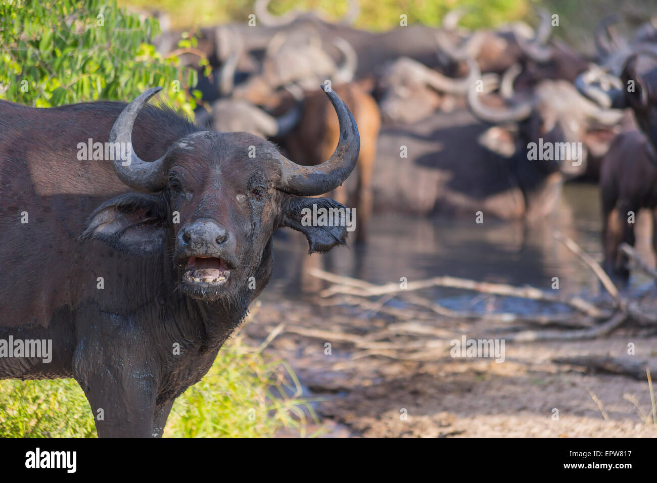 Buffalo hi-res stock photography and images - Alamy