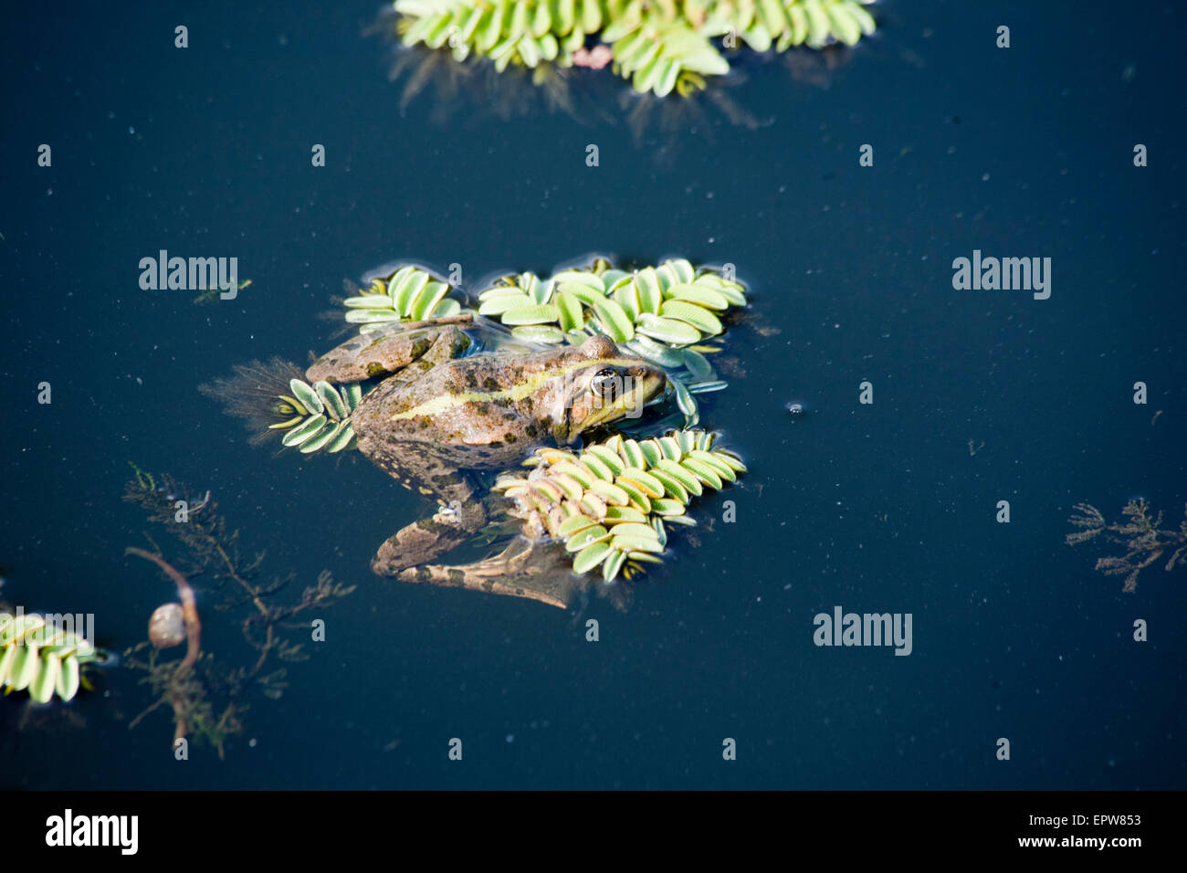 A frog in the Danube Delta in Romania Stock Photo - Alamy